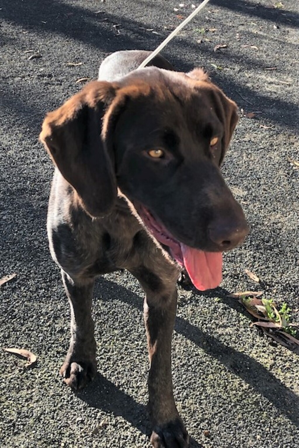 Kippa - Large Female German Wirehaired Pointer Mix Dog in NSW - PetRescue