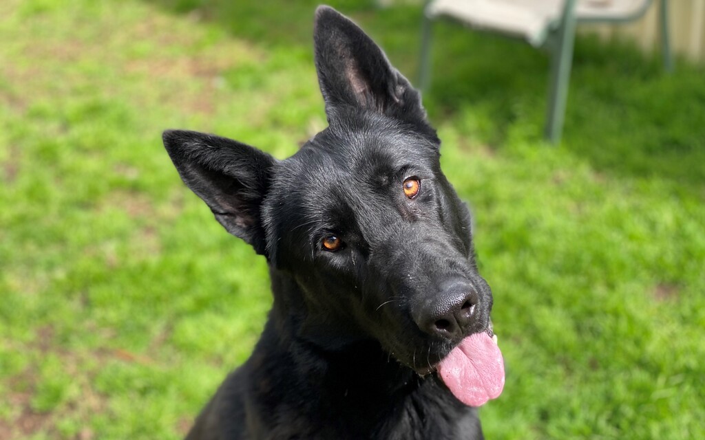 Ragnar - Large Male German Shepherd Mix Dog in VIC - PetRescue
