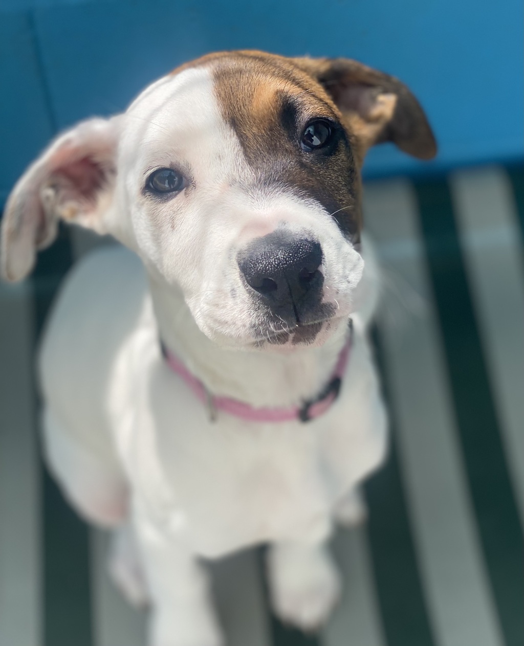 Bindi - Medium Female Australian Cattle Dog x American Staffordshire ...