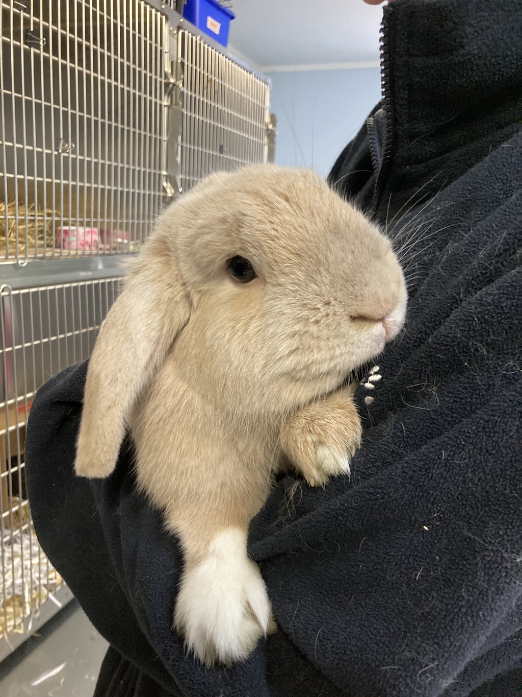 Scootaloo - Male Lop Eared Mix Rabbit in WA - PetRescue