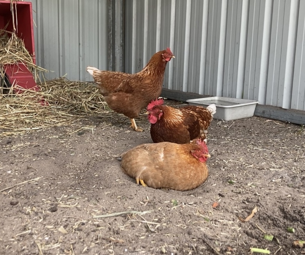 The Fruity Ladies - Female Isa Brown Mix Fowl in WA - PetRescue