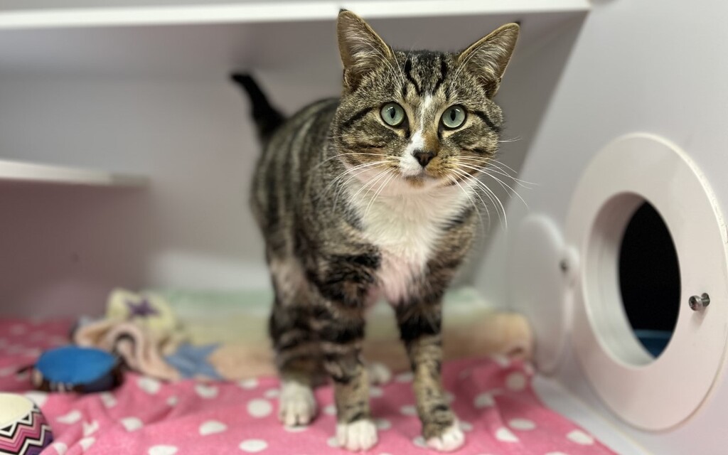 Jeff - Male Domestic Short Hair Mix Cat in VIC - PetRescue
