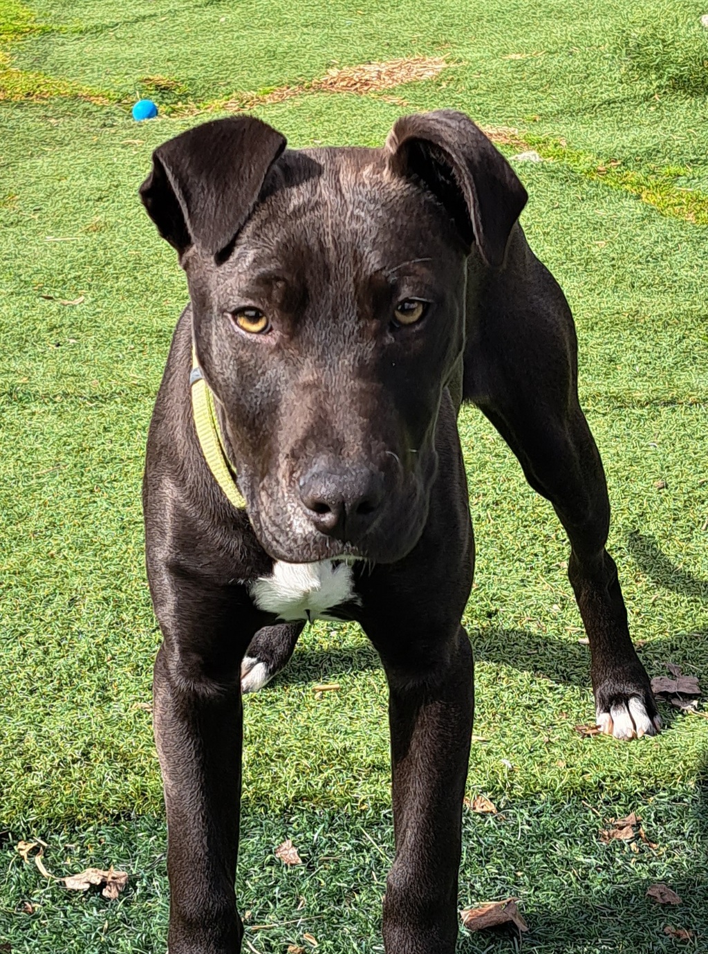 Lola - Medium Female Bull Arab Mix Dog in ACT - PetRescue