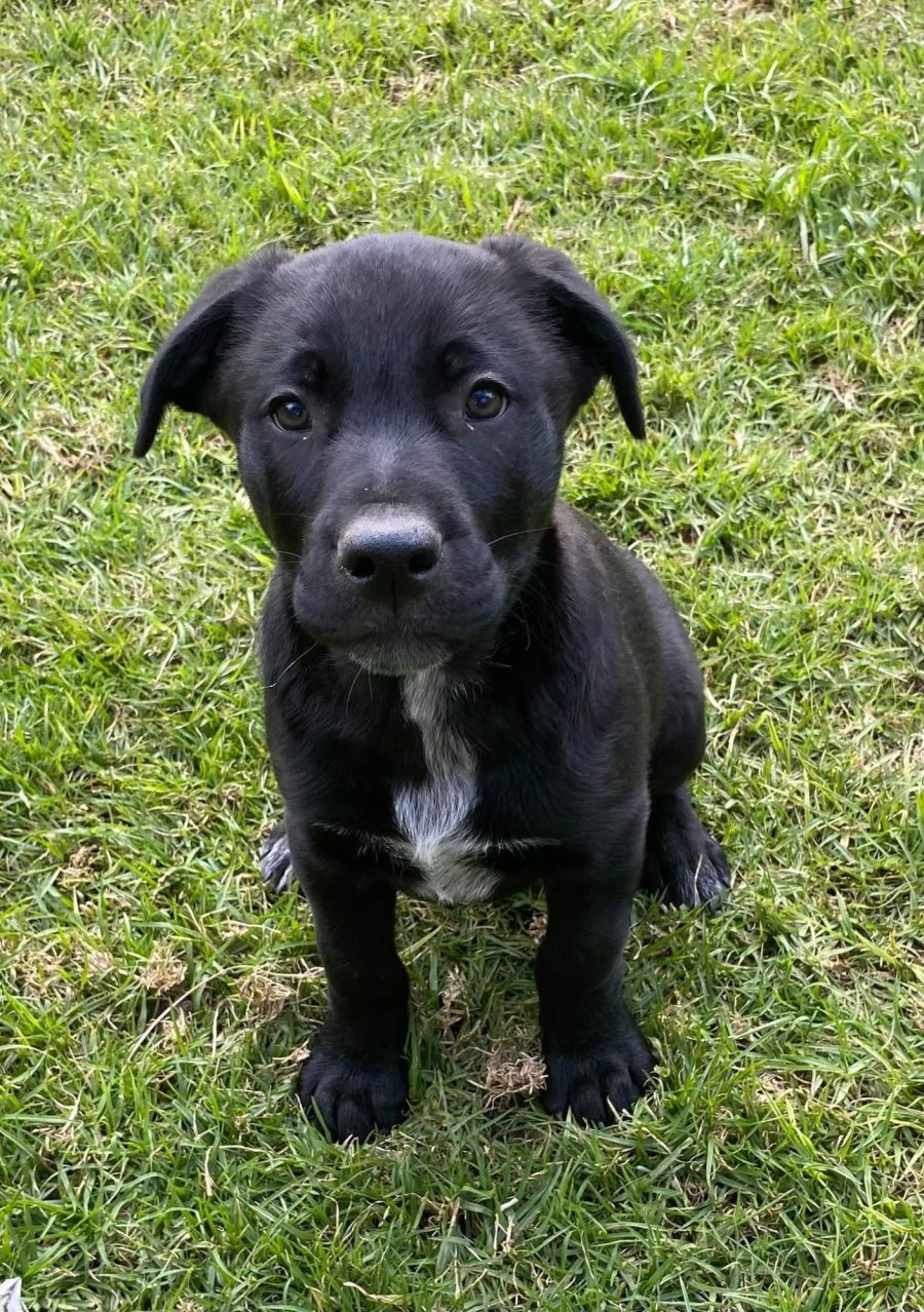 Murphy - Large Male Labrador x Rhodesian Ridgeback Mix Dog in VIC ...