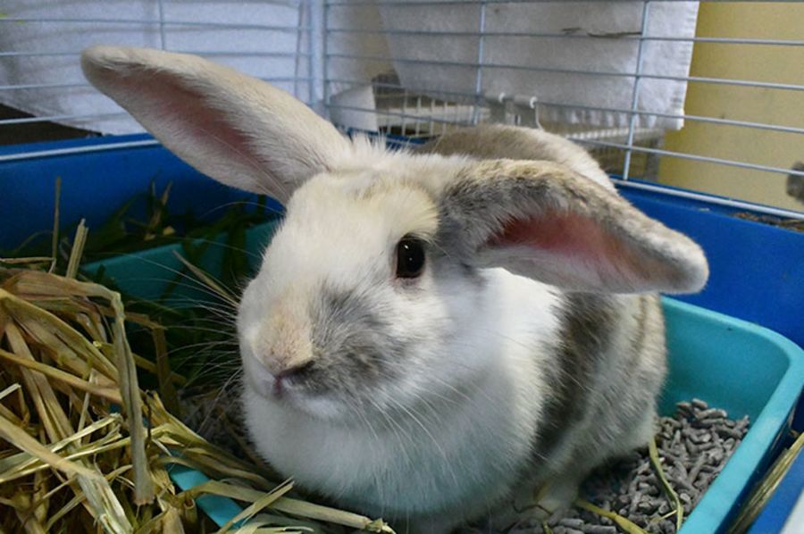 Azumarill 251 Campbelltown ACF - Female Rabbit in NSW - PetRescue