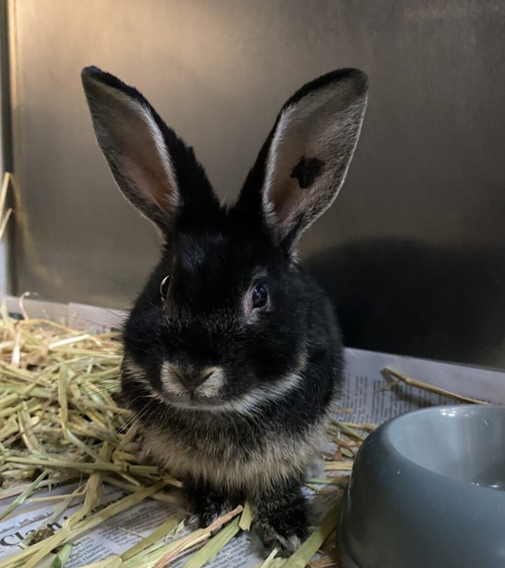 Otto - Male Mini Rex x Black Marten Mix Rabbit in VIC - PetRescue