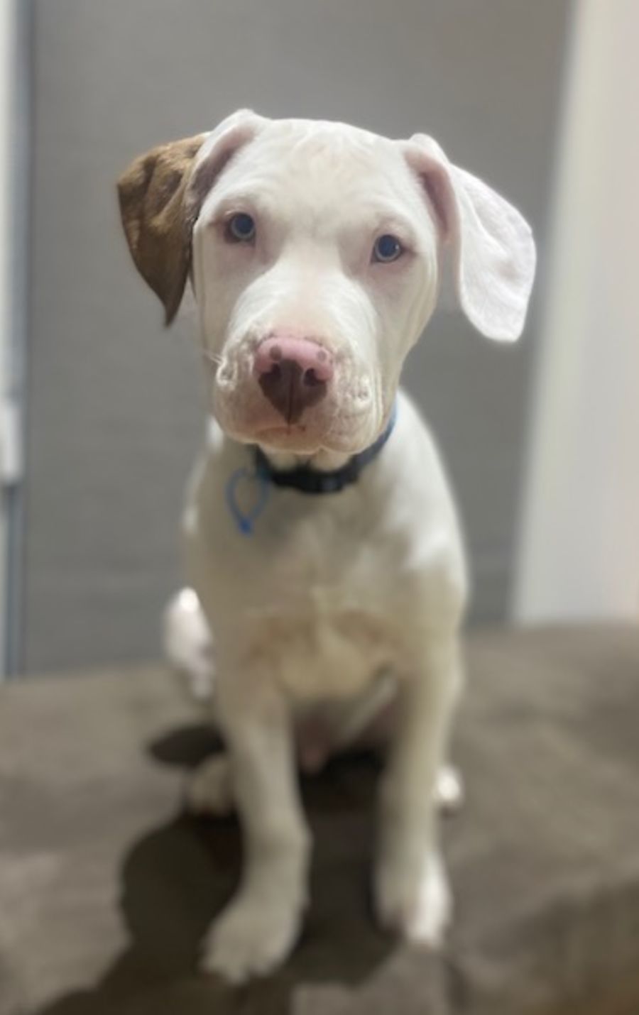 Calvin - Medium Male Bull Arab Mix Dog in VIC - PetRescue