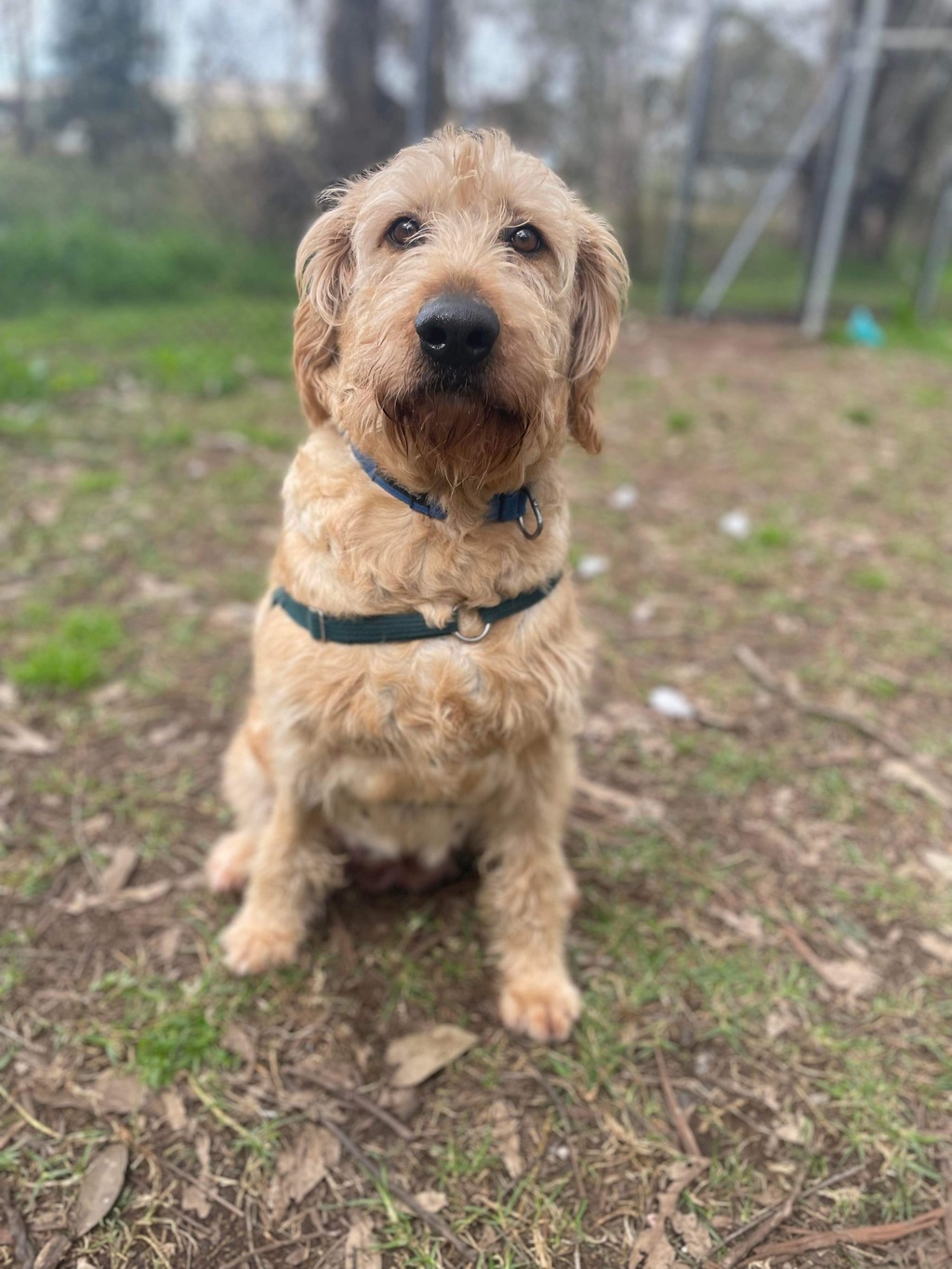 Ella - Medium Female Labradoodle x Labrador Mix Dog in NSW - PetRescue