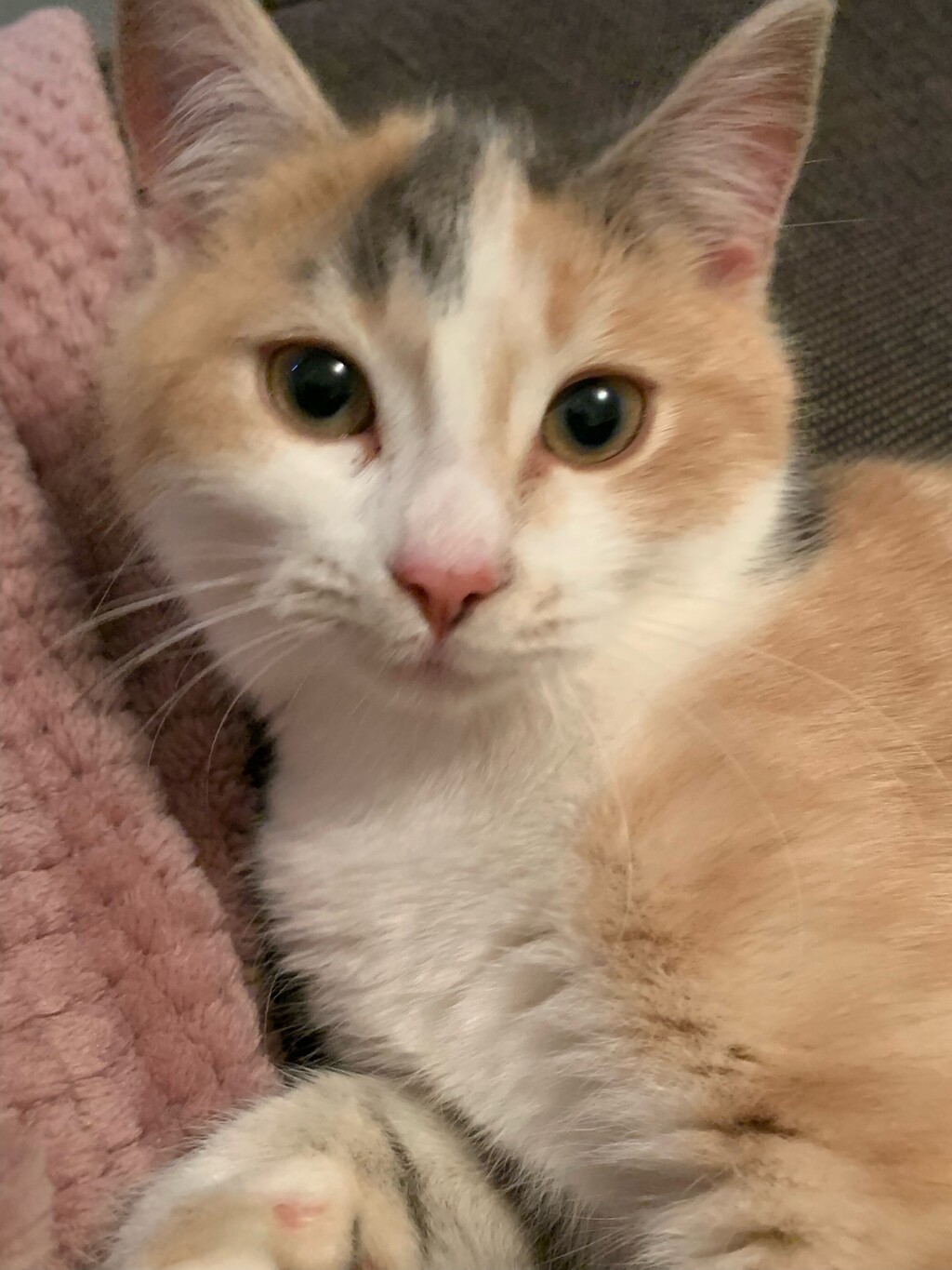 Wizz Fizz - Female Dsh Mix Cat in VIC - PetRescue