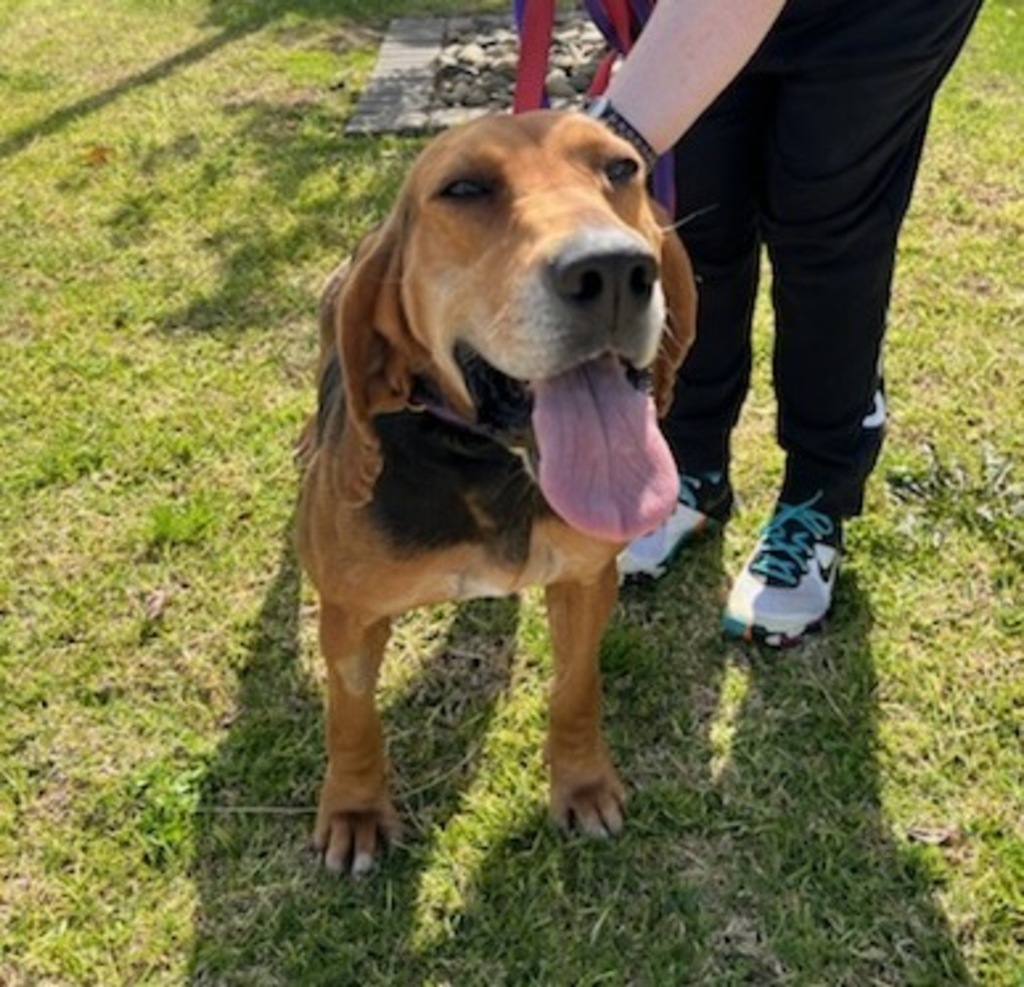 Shelley - Medium Female Bloodhound Dog in VIC - PetRescue