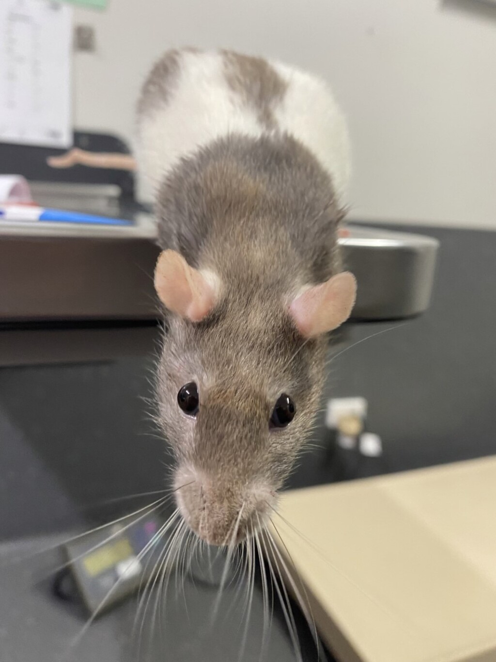 Lizard - Female Rat Mix Rodent in QLD - PetRescue