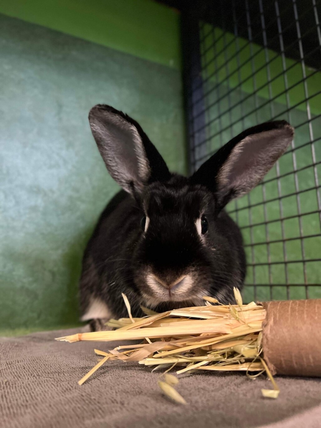 Roberto - Male Black Marten Rabbit in VIC - PetRescue