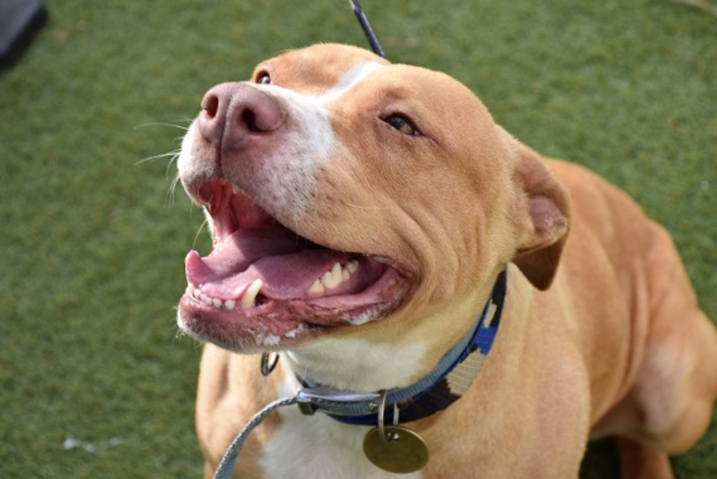 Gigi - Medium Female American Staffy Mix Dog in VIC - PetRescue