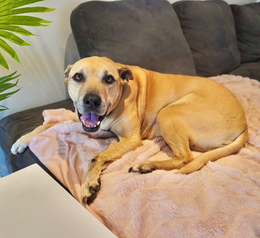 Nellie - Medium Female Mixed Breed Dog in WA - PetRescue