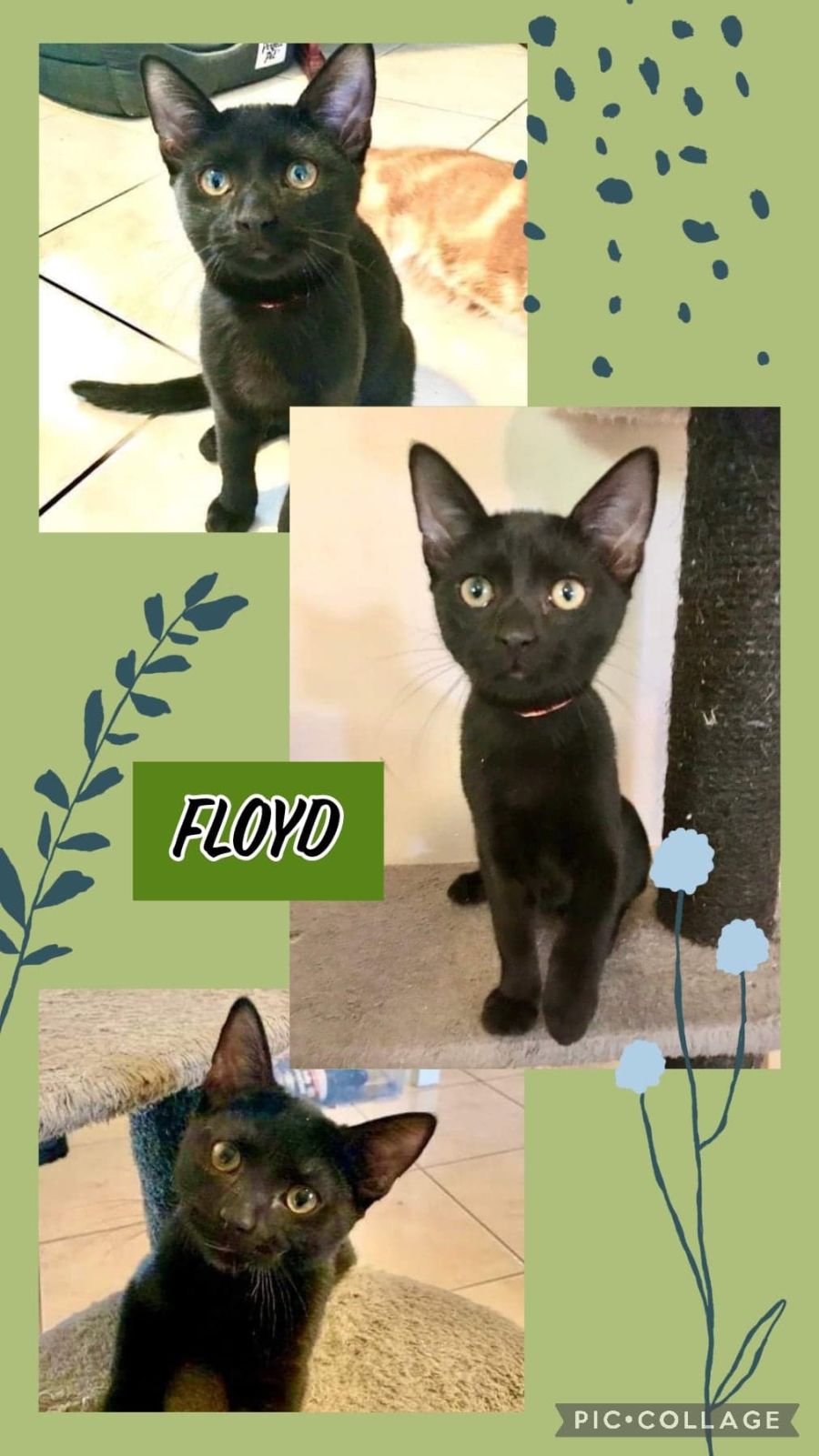 Floyd - Male Domestic Short Hair Cat in WA - PetRescue