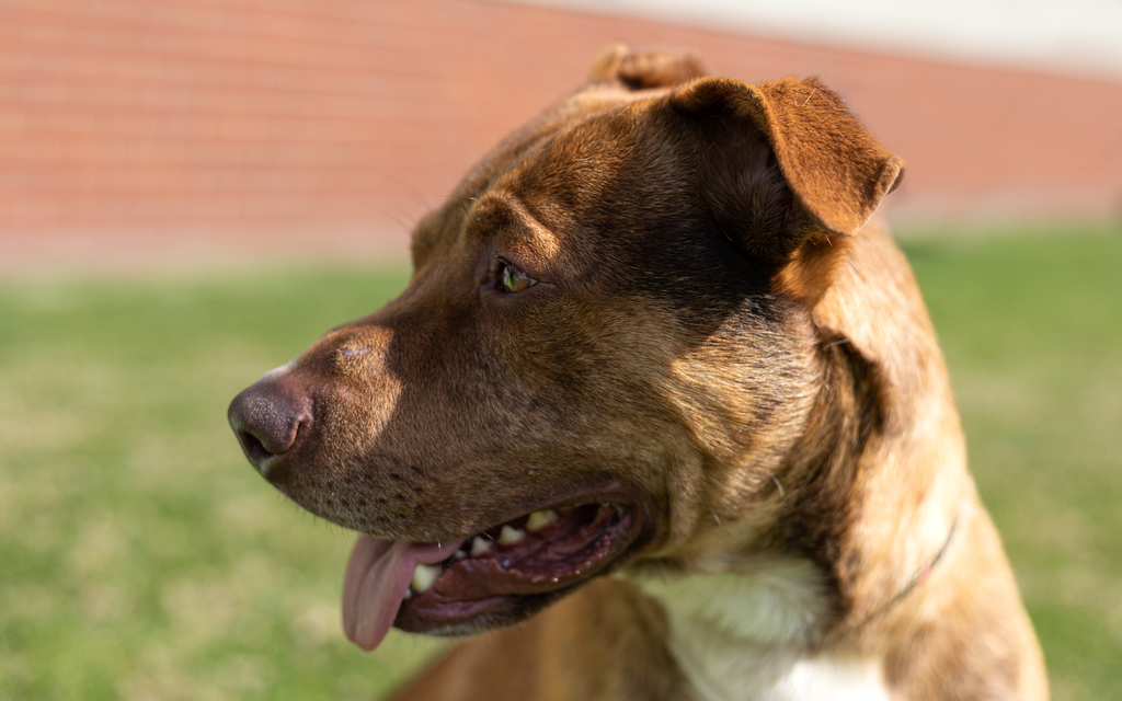 Jock - Large Male American Staffy Mix Dog in VIC - PetRescue