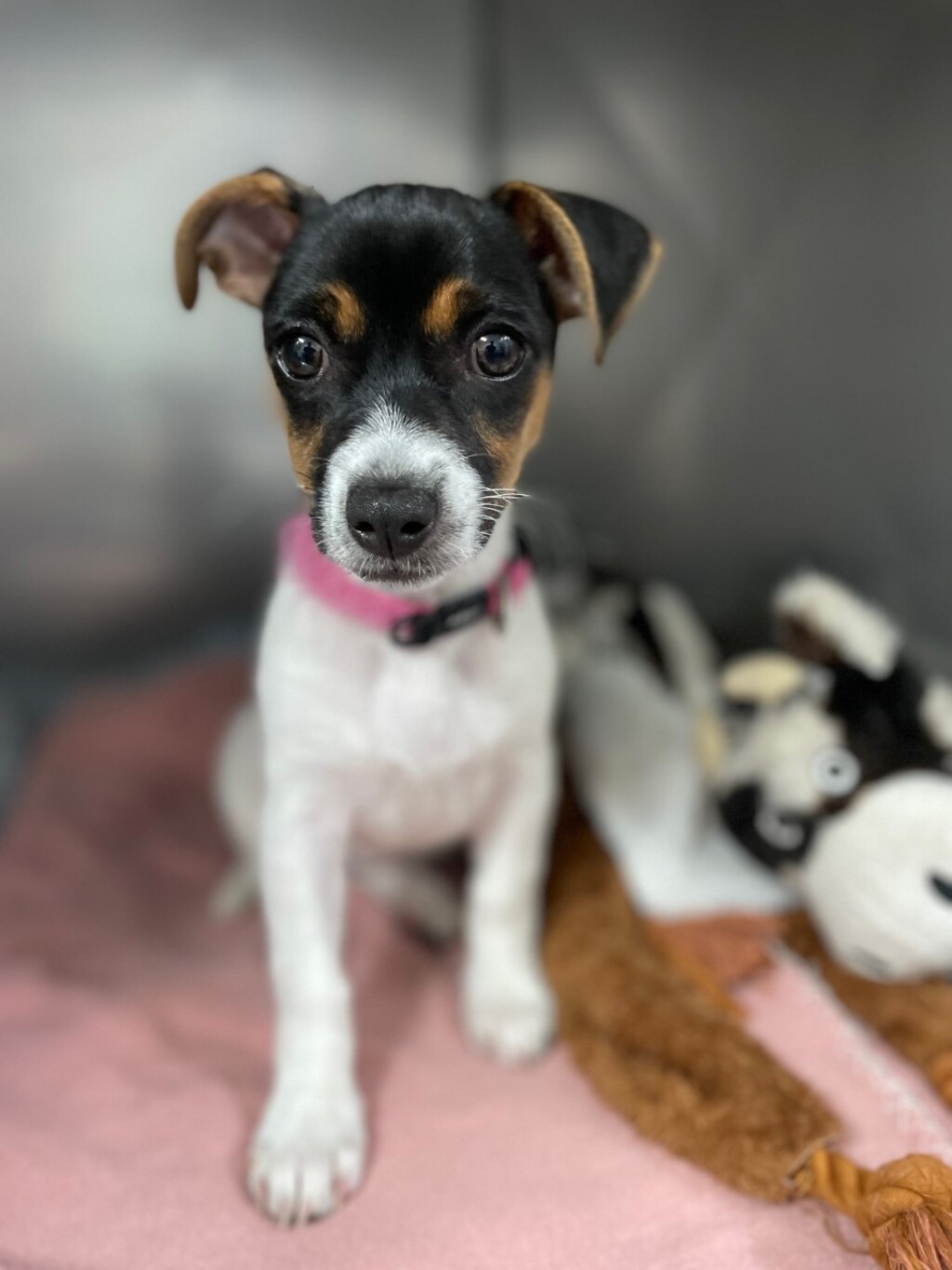 Daisy - Small Female Miniature Fox Terrier Mix Dog in QLD - PetRescue