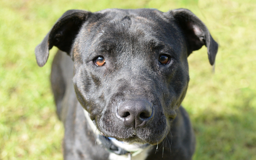 Cady - Medium Female American Staffy Mix Dog in VIC - PetRescue