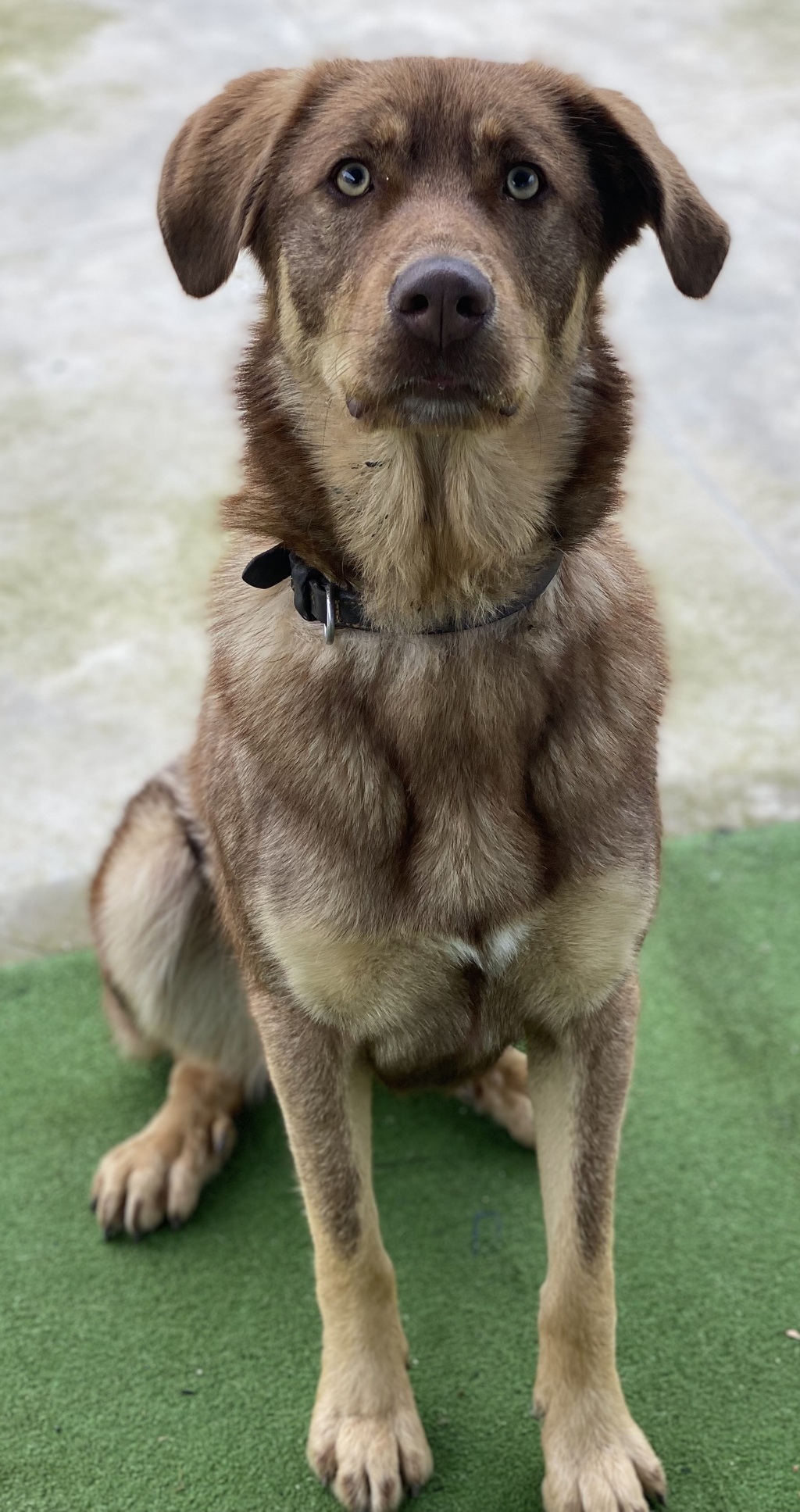 Dusty - Large Male Kelpie x Sarplaninac Mix Dog in VIC - PetRescue