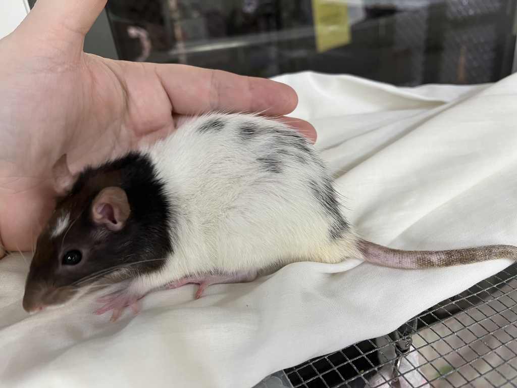 Harvey - Male Rat Top Eared Smooth Mix Rodent in QLD - PetRescue