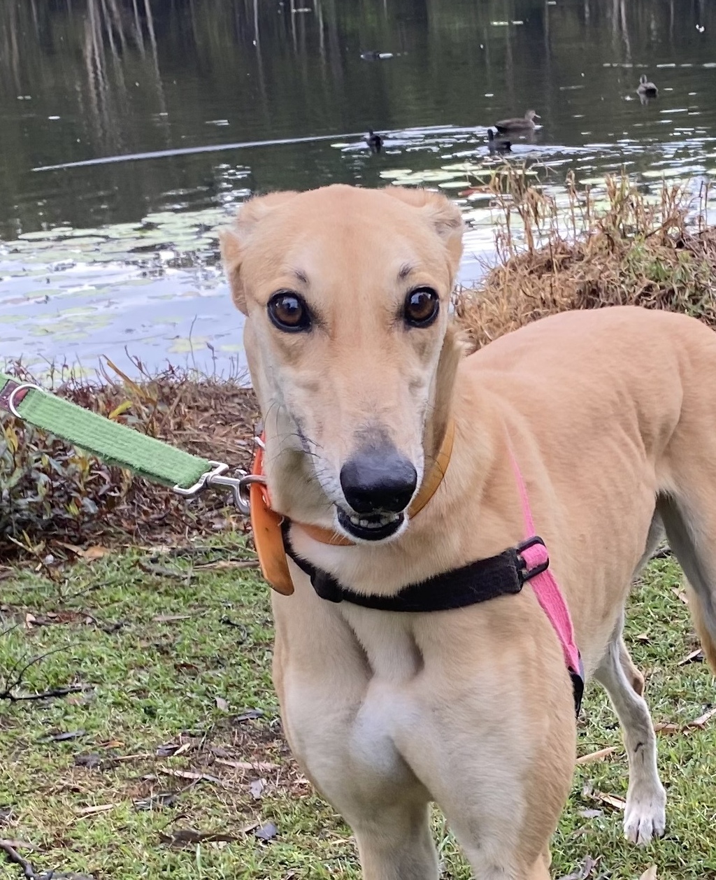 Lolo - Large Female Greyhound Mix Dog in QLD - PetRescue