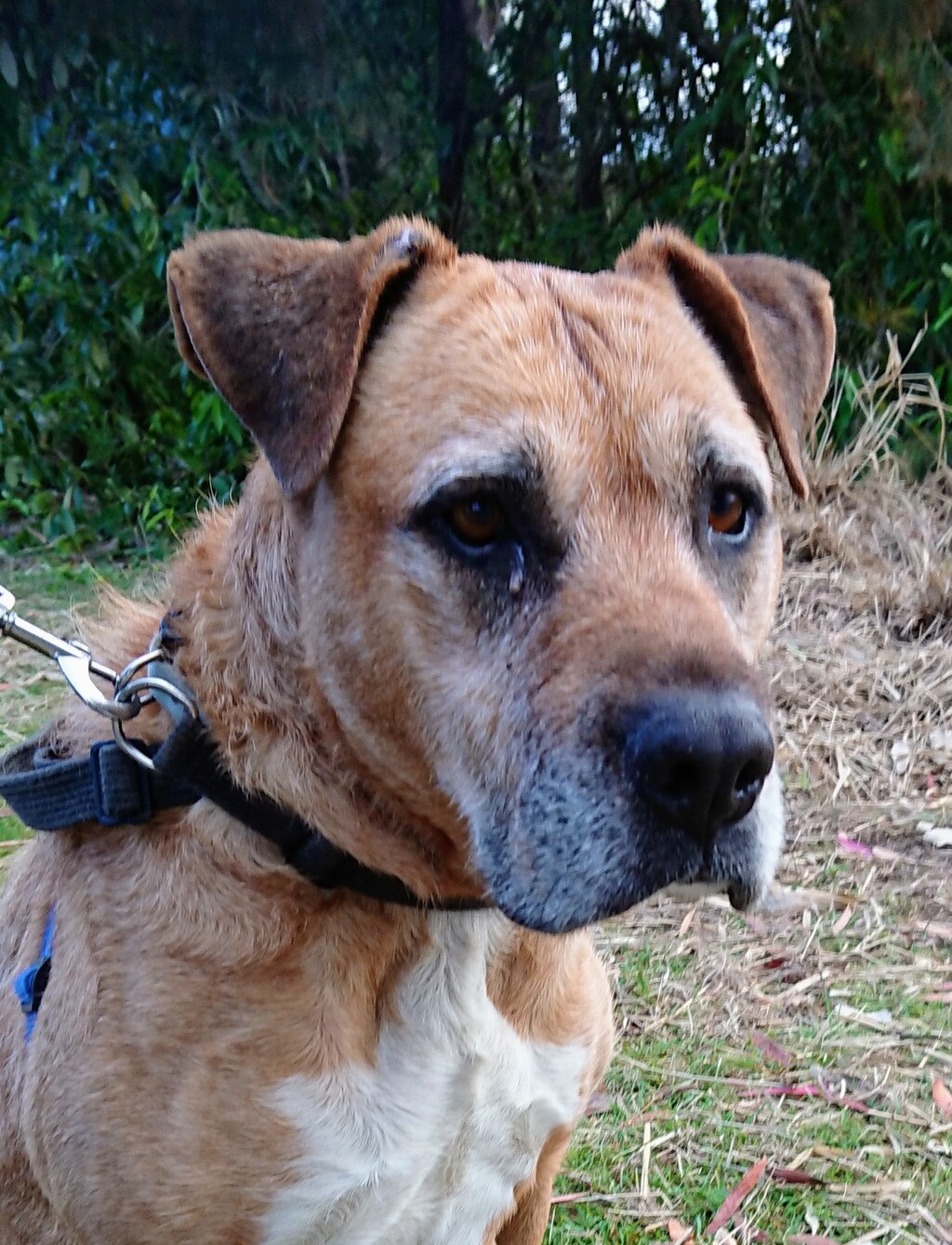 Saffi - Large Female Staghound Mix Dog in QLD - PetRescue