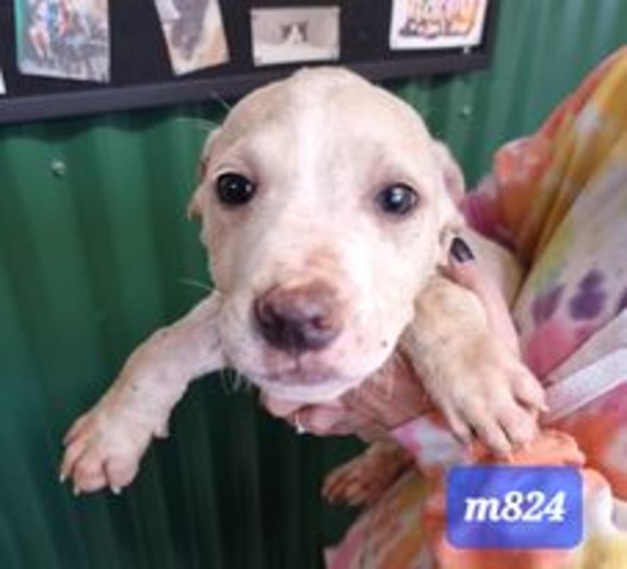 Scottie - Medium Male Labrador Mix Dog in NSW - PetRescue