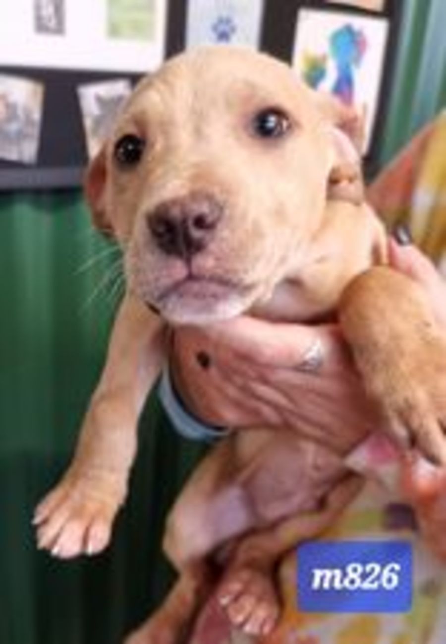 Simba - Medium Male Labrador Mix Dog in NSW - PetRescue