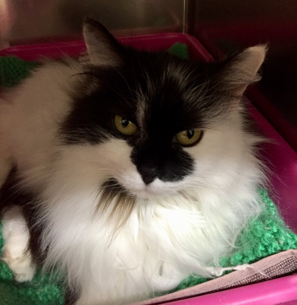 Jasmin - Female Ragdoll Mix Cat in VIC - PetRescue