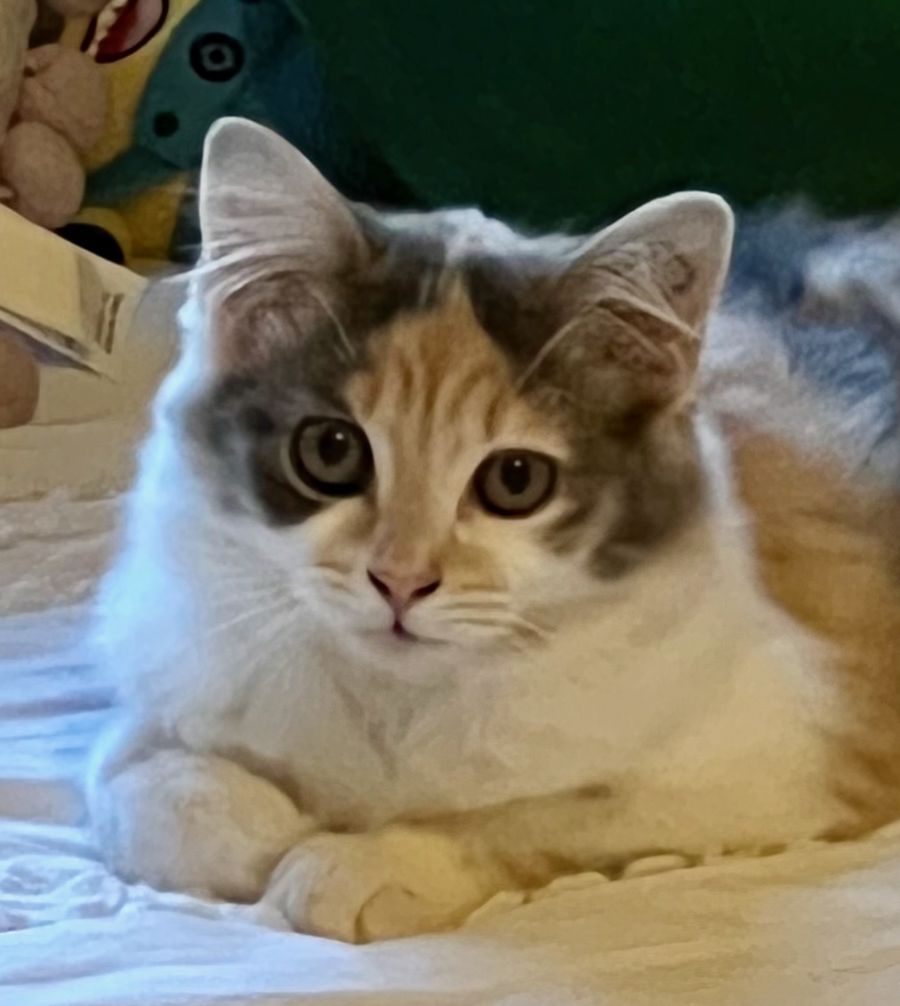 Cally - Female Domestic Medium Hair Cat in NSW - PetRescue