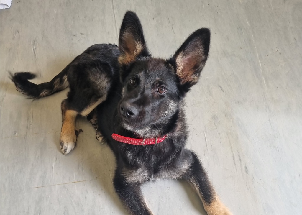 Darla - Medium Female German Shepherd Mix Dog in QLD - PetRescue
