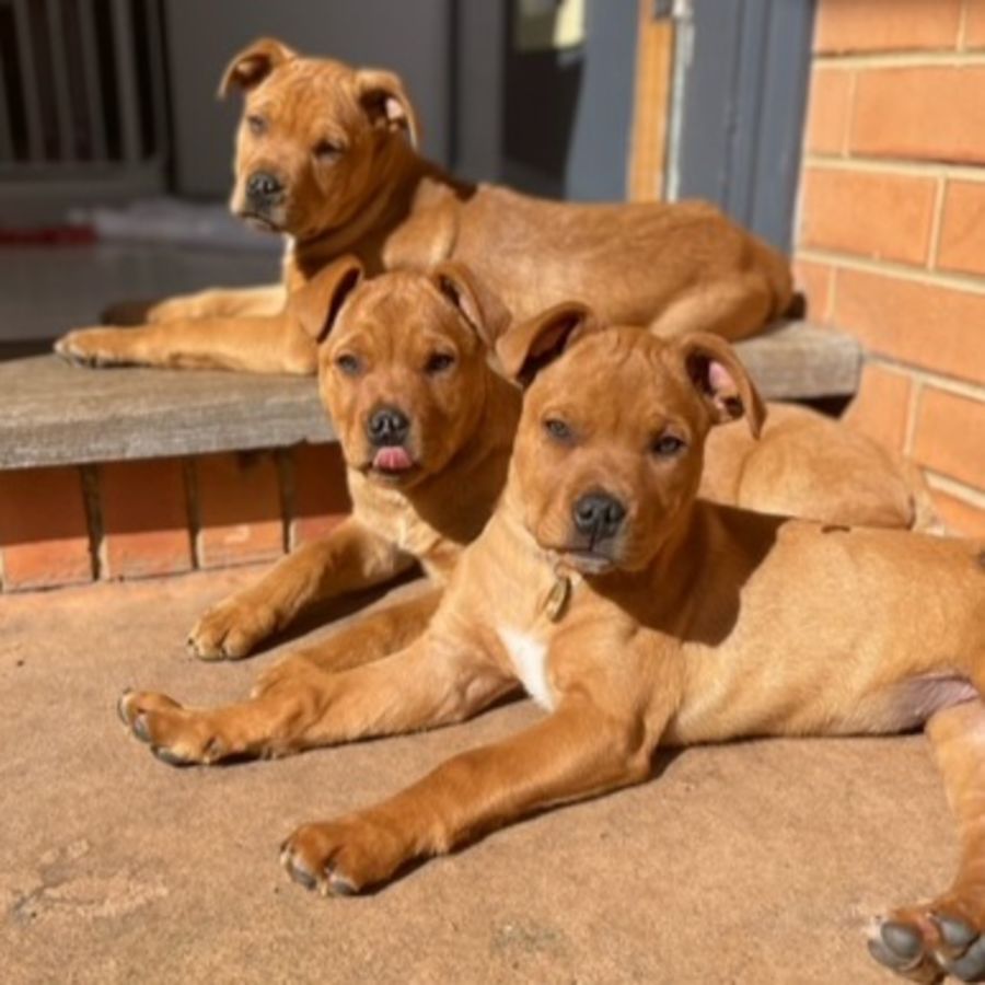 Canche & Siblings - Large Male Rottweiler x Shar-Pei Mix Dog in VIC ...