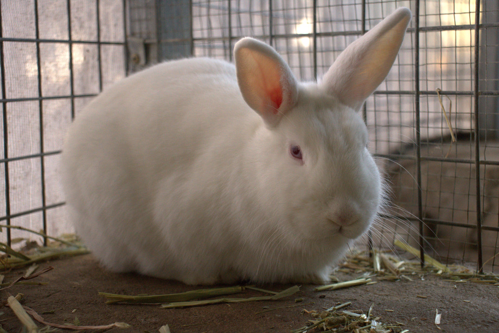 Pleakley - Female Bunny Rabbit Rabbit in ACT - PetRescue
