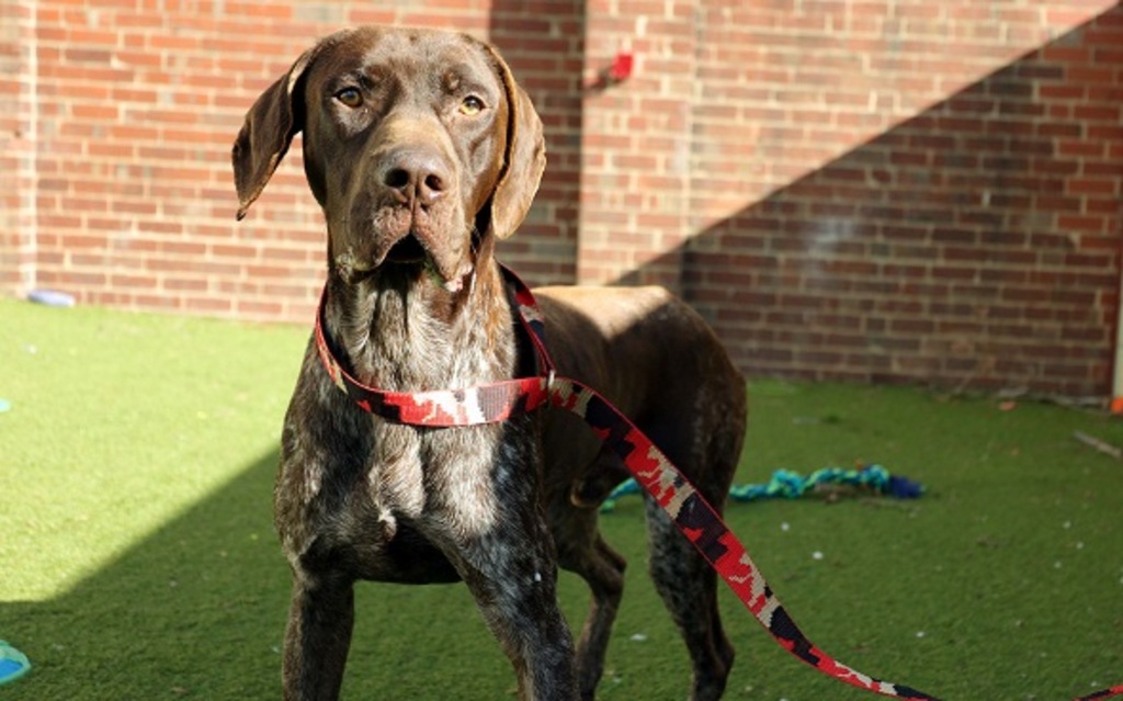 Bobby - Large Male German Shorthaired Pointer Mix Dog in VIC - PetRescue