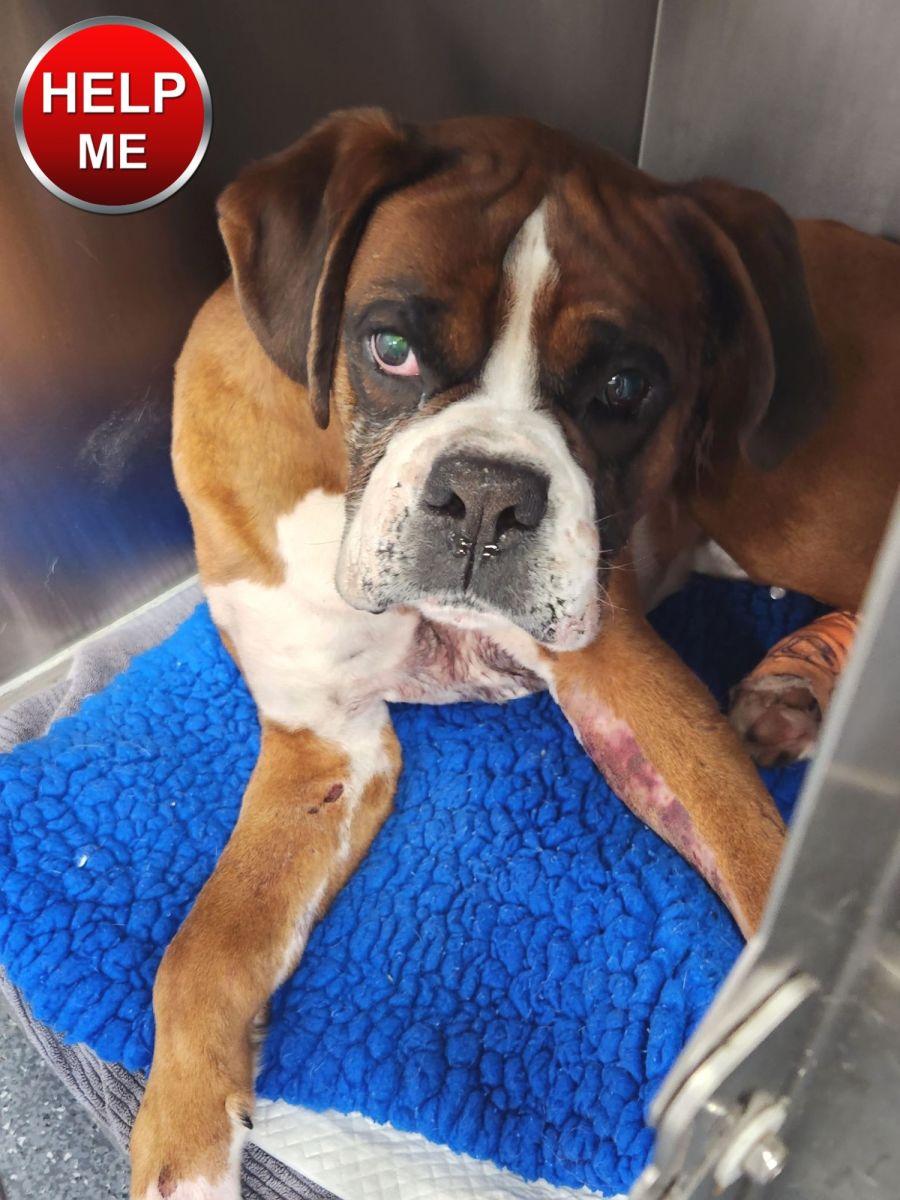 TJ - Medium Male Boxer Dog in VIC - PetRescue