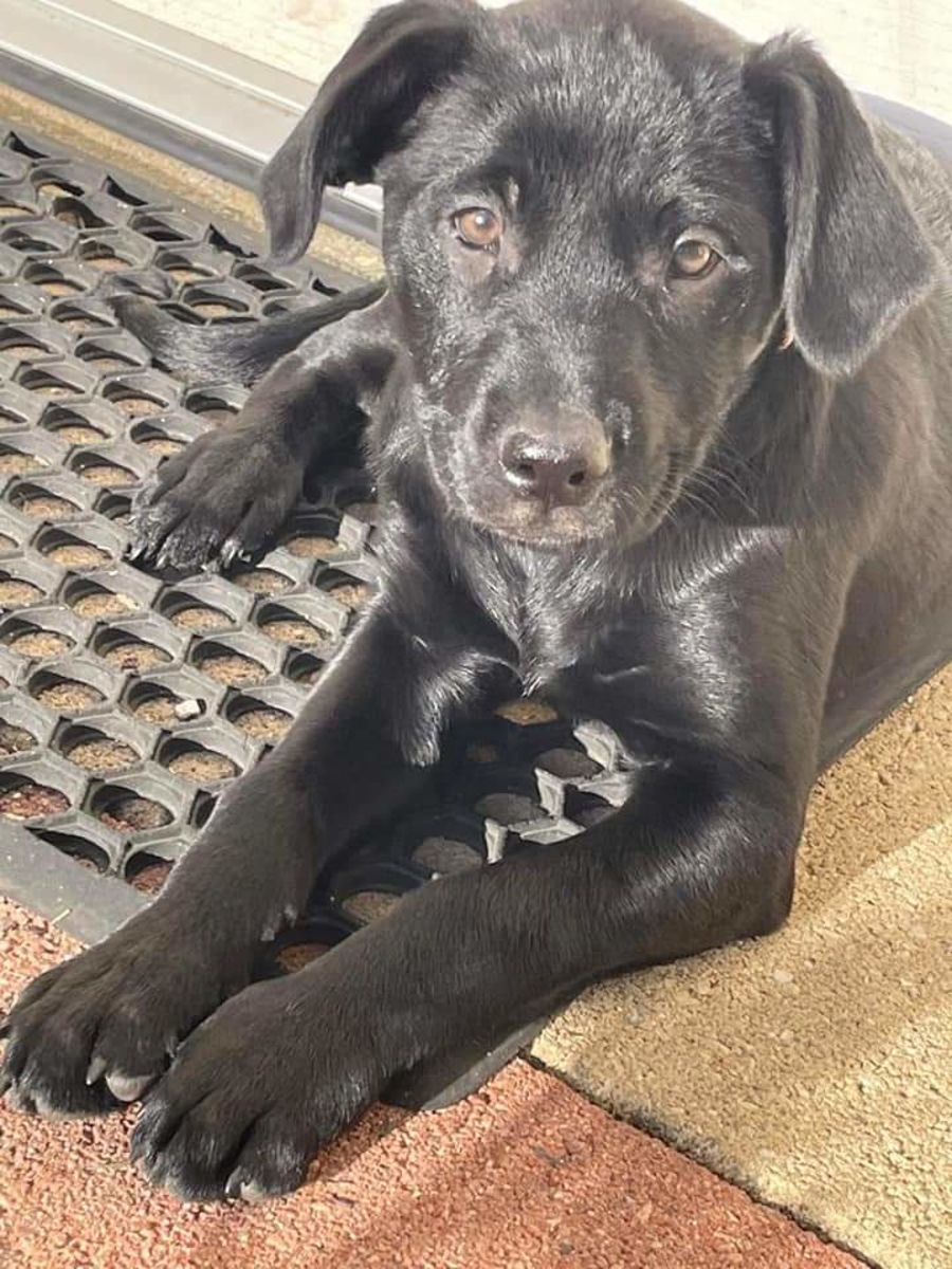 Sophie - Large Female Labrador x Rhodesian Ridgeback Mix Dog in VIC ...