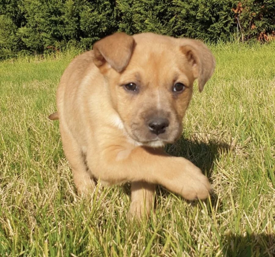 Selene - Medium Female Mixed Breed x Deer Hound Dog in VIC - PetRescue