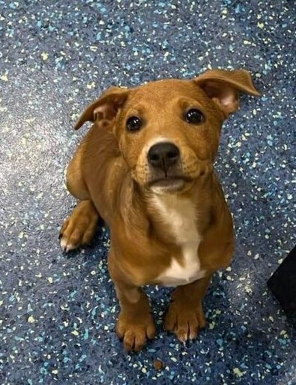 Dora - Medium Female English Staffordshire Bull Terrier Mix Dog in QLD ...