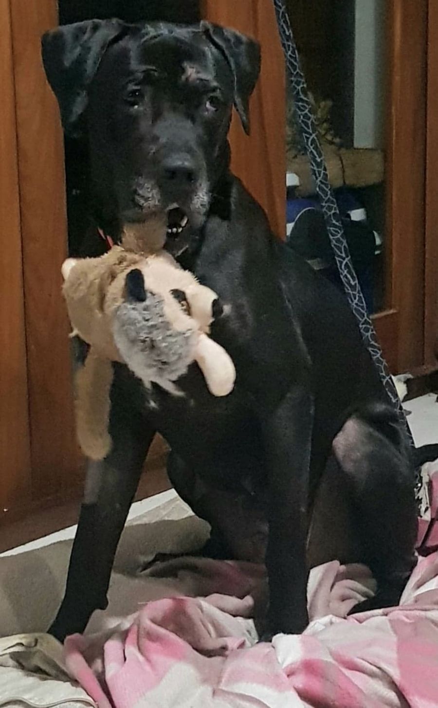 Keely - Large Female Great Dane x Mastiff x Bull Arab Mix Dog in QLD ...