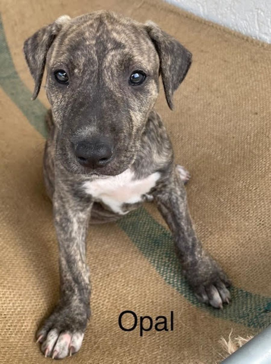 Opal - Large Female Staffy x Bull Arab Mix Dog in QLD - PetRescue