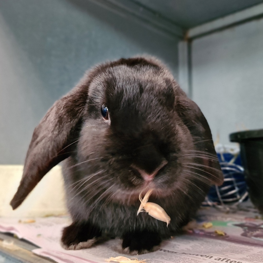 Pax - Male Rabbit Unspecified Rabbit in VIC - PetRescue