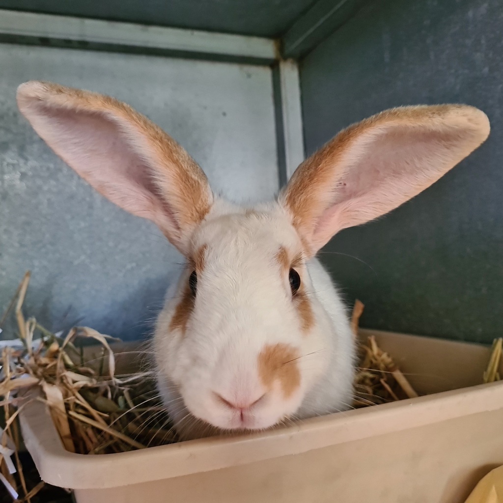 Toffee - Female Rabbit Unspecified Rabbit in VIC - PetRescue