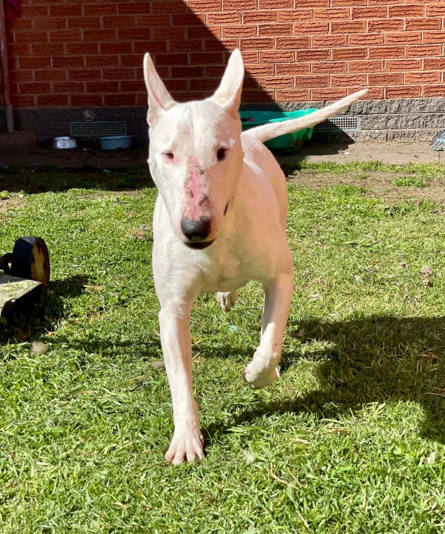 Batman Billy - Medium Male Bull Terrier Dog in VIC - PetRescue