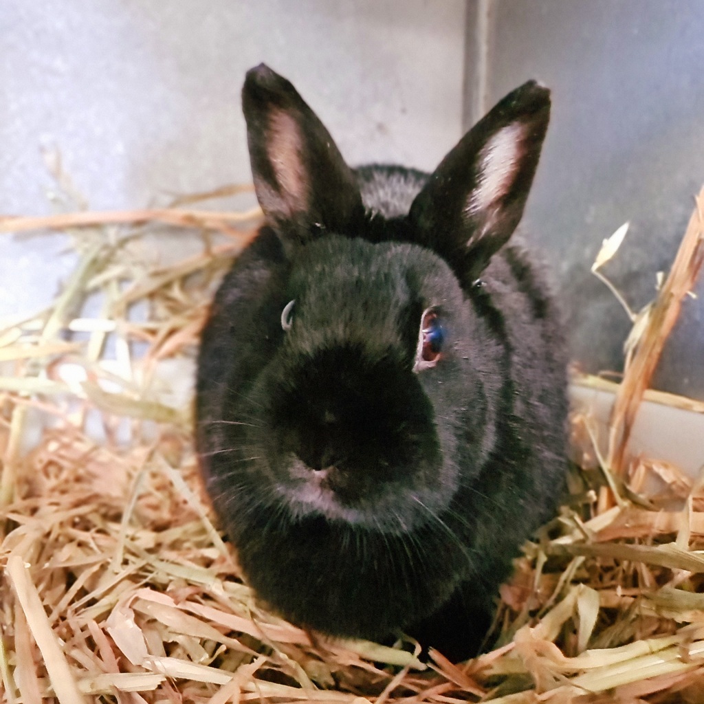 Cami - Female Dwarf Mix Rabbit in VIC - PetRescue