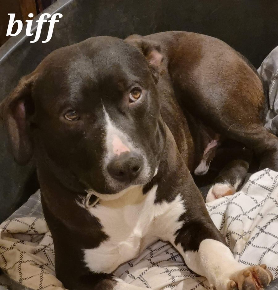 Biff - Medium Male Staffy Mix Dog in VIC - PetRescue
