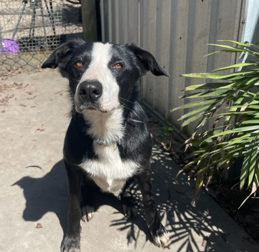 Decca - Medium Male Border Collie Mix Dog in NSW - PetRescue