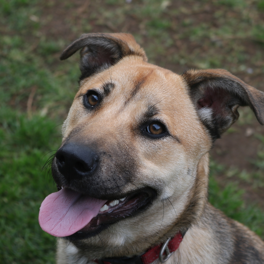 Wiggle - Medium Female German Shepherd x Cross Breed, Medium Mix Dog in ...