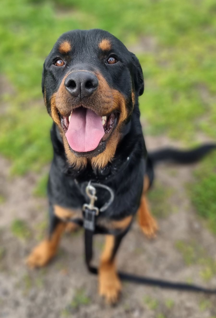 Brax - 57904 - Large Male Rottweiler Dog in VIC - PetRescue
