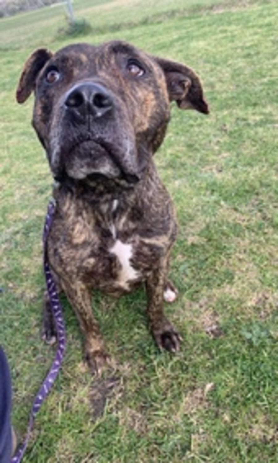 Titan - 57243 - Medium Male Staffy Mix Dog in VIC - PetRescue