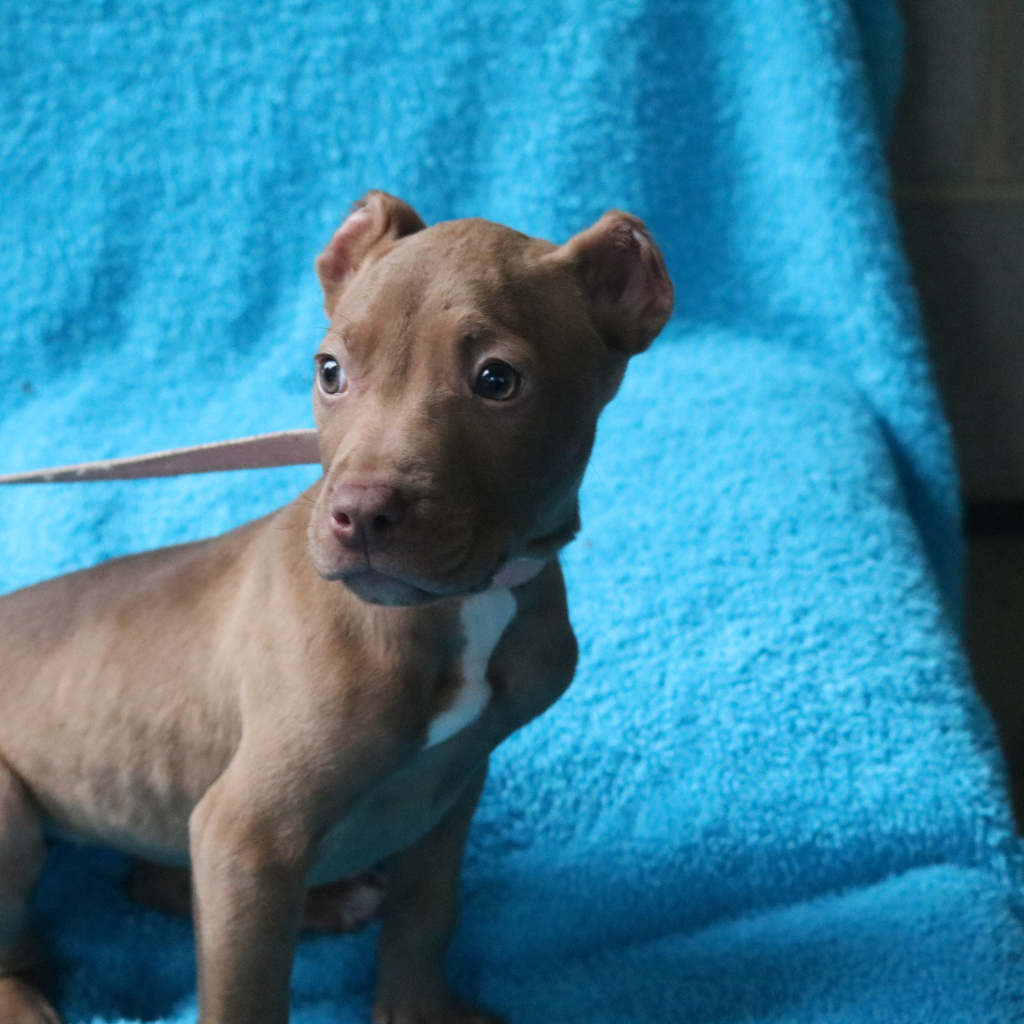 Sage - Small Female American Staffordshire Terrier Mix Dog in VIC ...